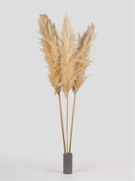 Кортадерія бежева 135 см купити за ціною 299 грн • Dfb Elements Україна