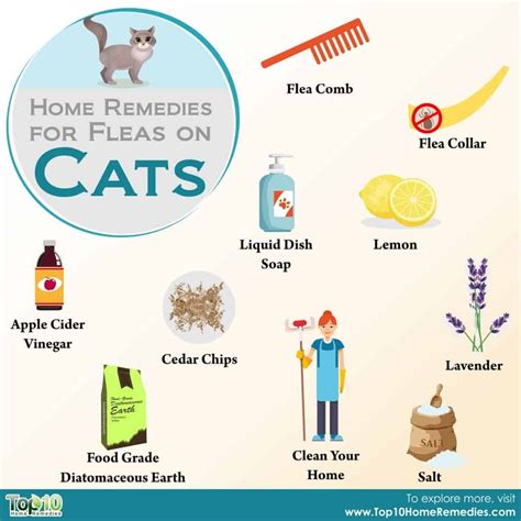 Vinegar For Fleas Cats