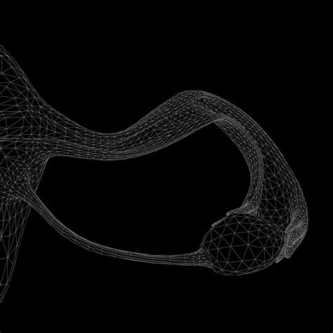 Female Reproductive System 3d Model C4d Stl Obj 3ds Fbx Tbscene Blend