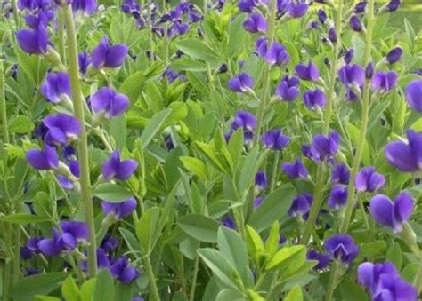 Baptisia Australis Seeds Blue False Indigo Perennial Flower Etsy