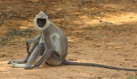 Cannundrums Sri Lankan Tufted Gray Langur