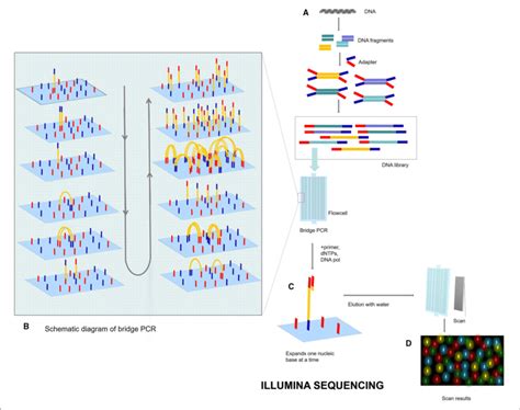 Illumina Sequencing Adapters At Gloria Moreno Blog