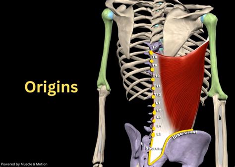 How To Build The “inner” And “outer” Lats Dr Gains