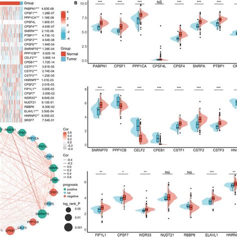 The Expression Distribution Correlation And Prognostic Values Of Apa