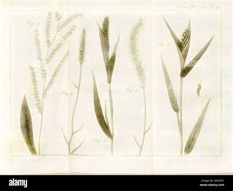 A Botanical Illustration Showcasing Various Types Of Grass And