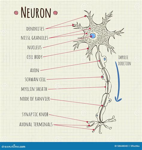 Chart Of A Neuron