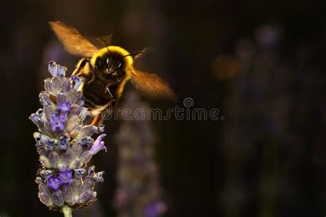 Cute Bee Bumblebee Bombus Bombus Terrestris Nature Background Stock Image Image Of
