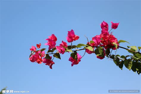 花摄影图 花草 生物世界 摄影图库 昵图网