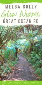 Melba Gully Glow Worm Walking Guide