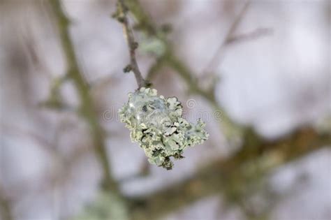 A Lichen Is A Composite Organism That Arises From Algae Or Cyanobacteria Living Among Filaments