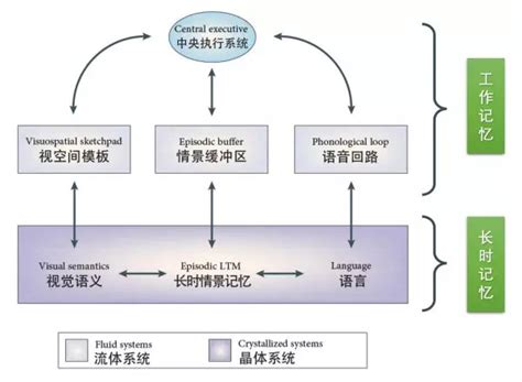 工作记忆的理论模型 百科ta说
