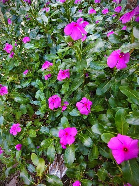 Bright Pink Catharanthus Roseus Or Vinca Flower In The Garden Stock