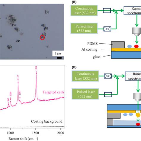 Illustration Of Resonant Raman Activated Single Cell Ejection Race Download Scientific