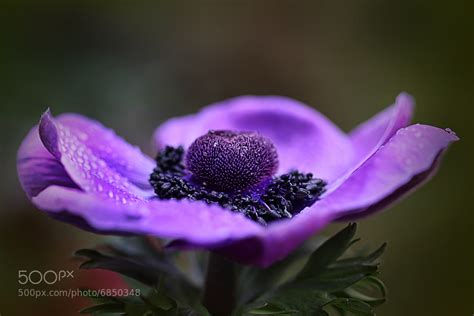 Random Collections Of Purple Themed Photography