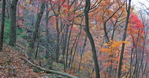 Ohio Birds And Biodiversity Some Midwestern Landscapes