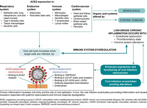 Medicc Review Implications Of Low Grade Inflammation In Sars Cov 2 Immunopathology