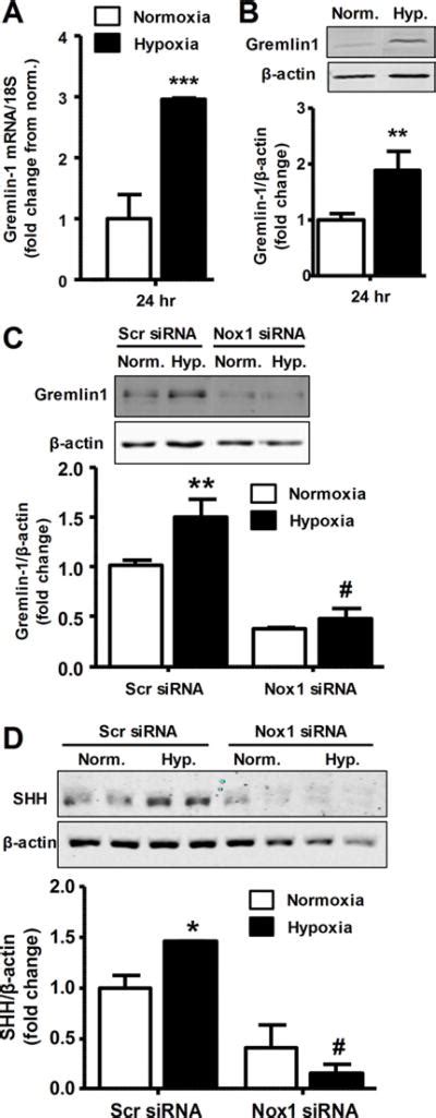 Endothelial Nox1 Oxidase Assembly In Human Pulmonary Arterial