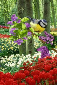 Flower Garden Animated 