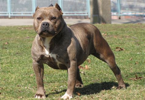 თბილისში პიტბული ქალს თავს დაესხა დაშავებული მართვით სუნთქვაზეა