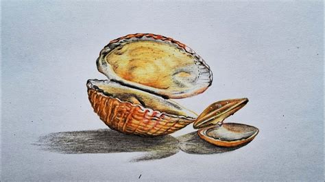 Sea Shells Drawing With Colour Pencils Snail Drawing Colour Pencil