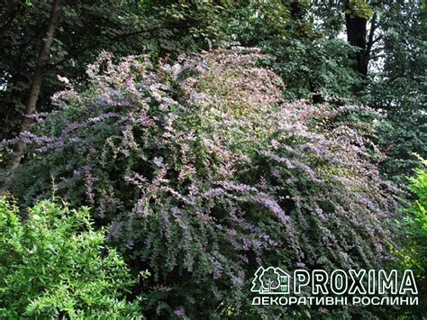 Барбарис Тунберга Сільвер Б’юті, Berberis thunbergii Silver Beauty ціна ...