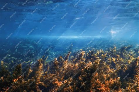 Premium Photo Forest Of Seaweed Seaweed Underwater Underwater Scene
