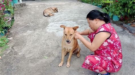 Bắt Ze Cho Lu Mà Bo Cà Khịa Chạy Lung Tung Youtube