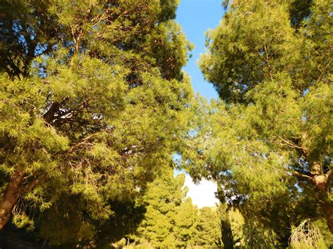 Download Trees Wallpaper
