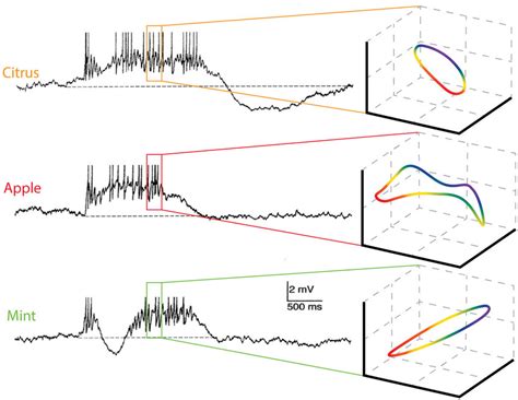 Temporal Encoding Of Odorants Adapted From Laurent Et Al 2001 Left