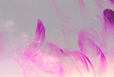 흰색 배경에 아름다운 추상흰색과 분홍색 깃털 핑크 무늬와 핑크 배경 깃털 배경 핑크 배너에 부드러운 흰색 깃털 질감 그런지 이미지 기법에 대한 스톡 사진 및 기타 이미지