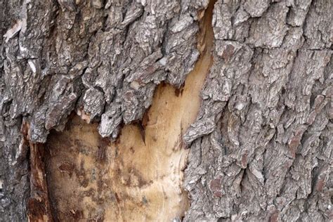 Premium Photo Senescent Trees Started To Dry Dead Wood Dried Tree Bark