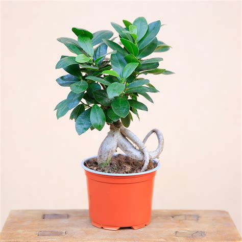 Ficus Microcarpa Ginseng Jēra