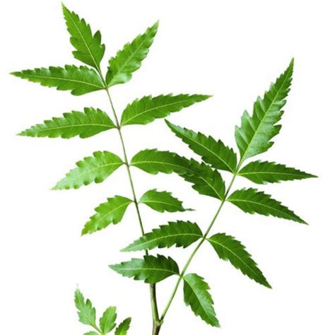 Neem Leaves Neem Niboli Azadirachta Indica Neem Patti Etsy