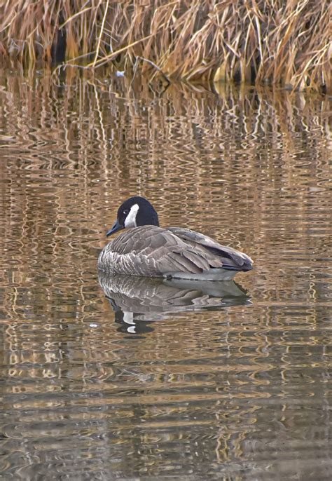 Nebraska Through The Lens A Very Sleepy Looking Canada Goose Floating