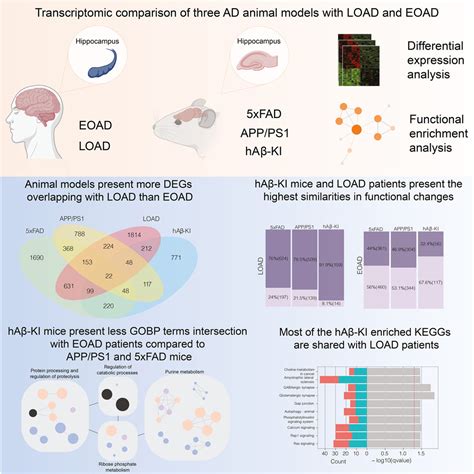 Cross Species Comparative Hippocampal Transcriptomics In Alzheimers