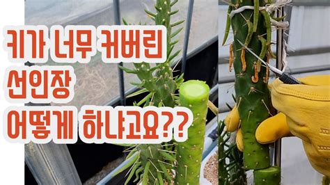 다육이 선인장 커팅 뿌리 자라게 하는 마법의 가루多肉植物たにくしょくぶつ Youtube