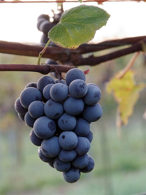 Конкорд - сорт винограда