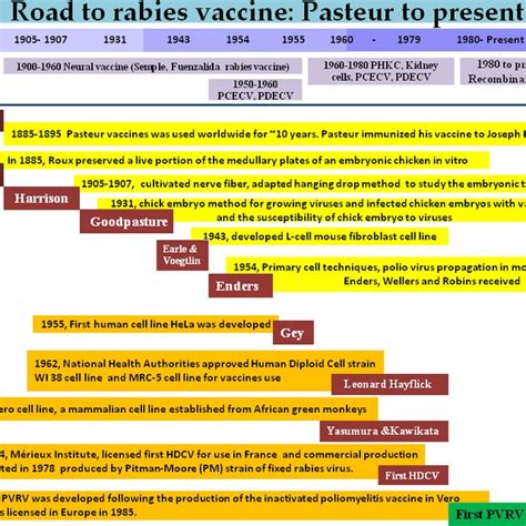 Typical Representation Of The Pathogenesis Of Rabies Virus Where The Download Scientific
