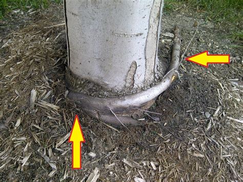 Stem Girdling Roots The Underestimated Tree Killer — Arbor Day Every Day