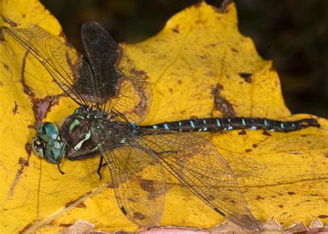 Which Darner And Which Sex Aeshna Umbrosa Bugguidenet