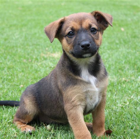 Kelpie X Heeler Baranduda Petsforhomes
