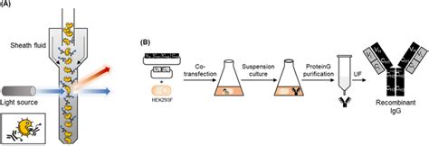 Flow Cytometry Based Rapid Detection Of Staphylococcus Aureus And Pseudomonas Aeruginosa Using