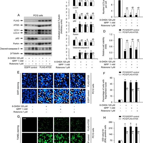Pd Toxins Induced Decreases Of Atg5 Lc3 Ii Autophagosome Formation