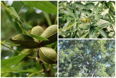 15 Different Types Of Pecan Trees And Identifying Features