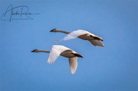 Swan Migration Album On Imgur