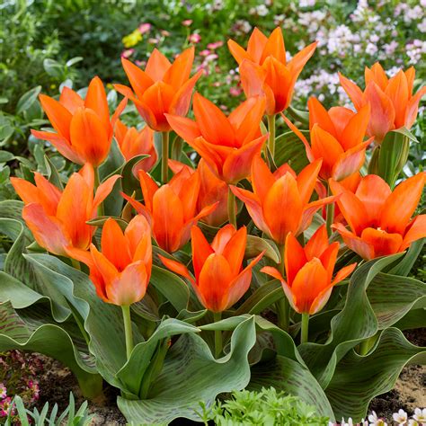 Buy Premium Quality Tulip Orange Toronto 1012cm From Dutch Bulbs