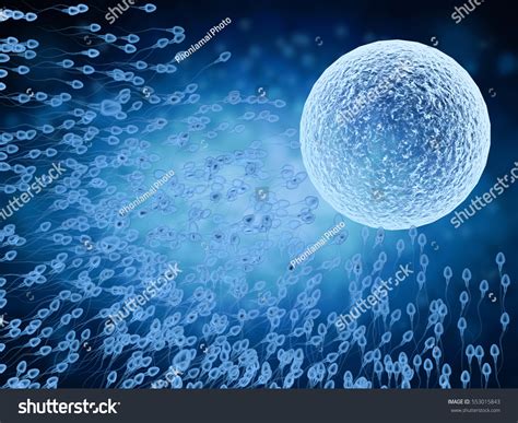 3d การแสดงผล x ray สเปรมปยกบไข ภาพประกอบสตอก 553015843 Shutterstock