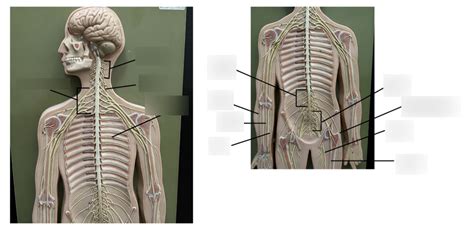 Cervical And Brachial Plexus Diagram Quizlet