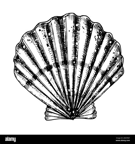 Seashell Outline Clip Art