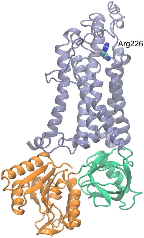 Homology Model Of Cybb Generated With Swiss Model Download